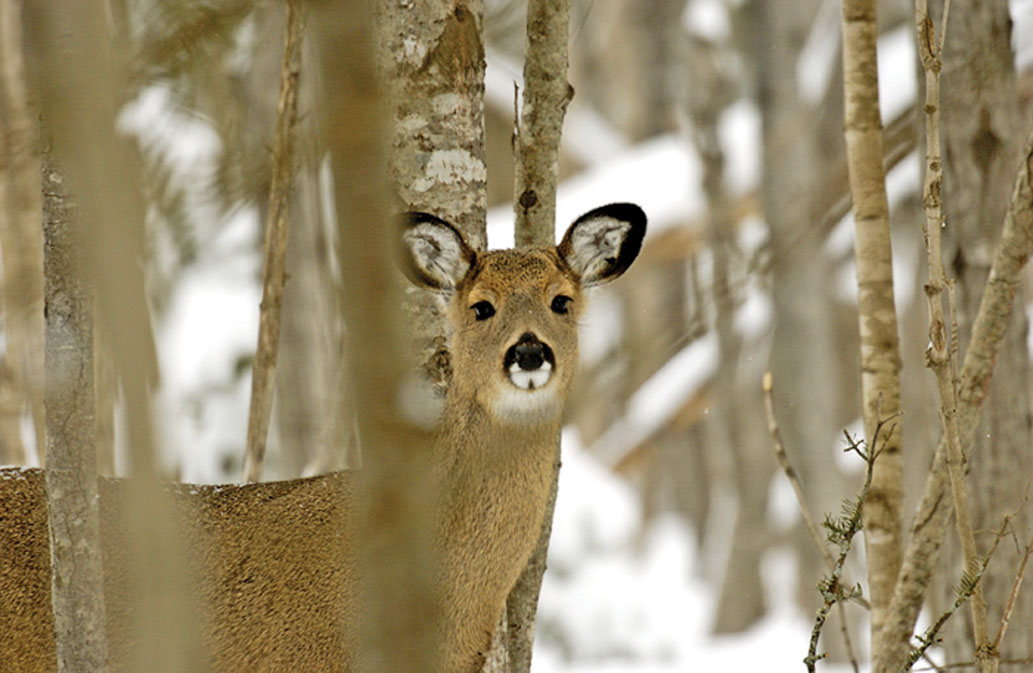 Interested in improving deer habitat? | News, Sports, Jobs - The Mining ...